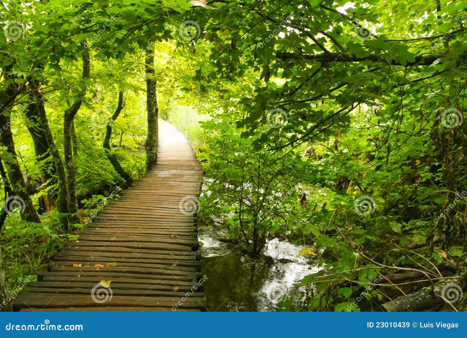 Wooden path stock image. Image of sunlight, green, lush - 23010439