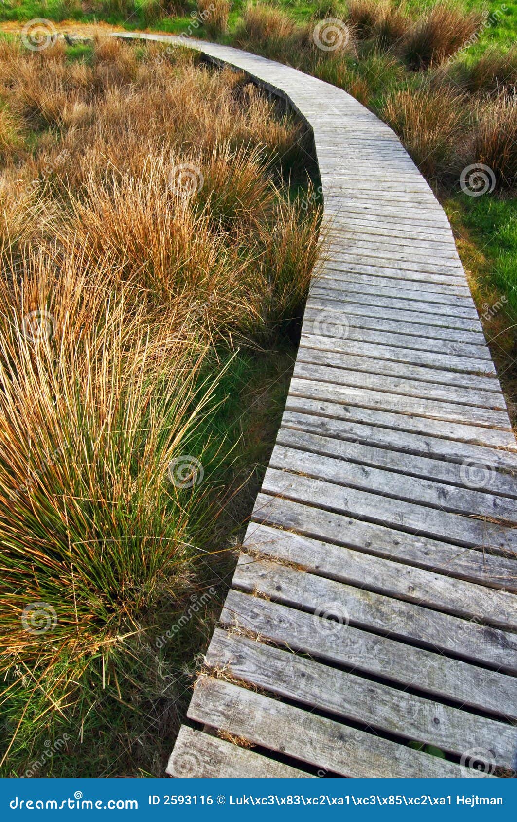 Wooden path stock photo. Image of idyllic, tranquil, path - 2593116
