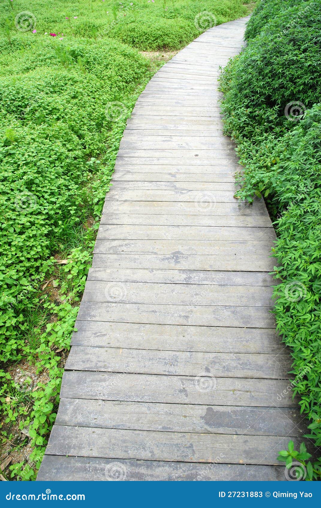 Wooden path stock image. Image of plant, aisle, pathway - 27231883