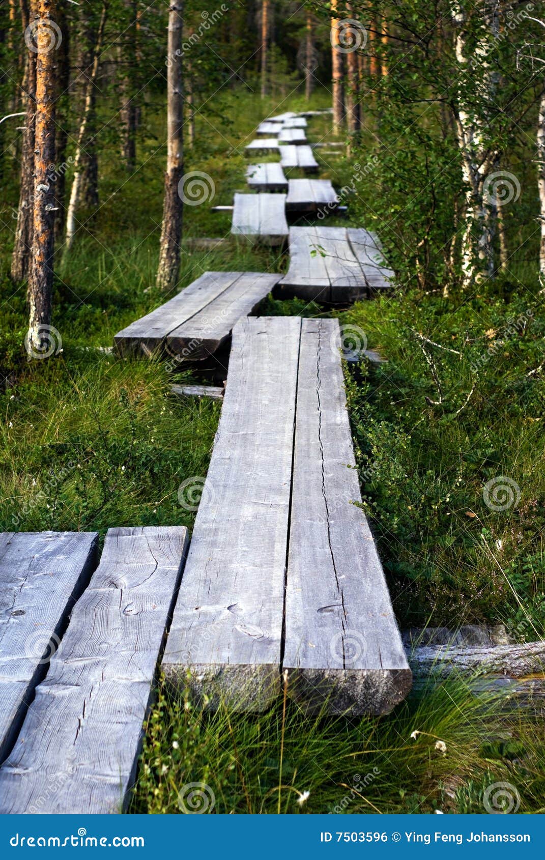 Wooden path stock photo. Image of mixed, grass, sweden - 7503596