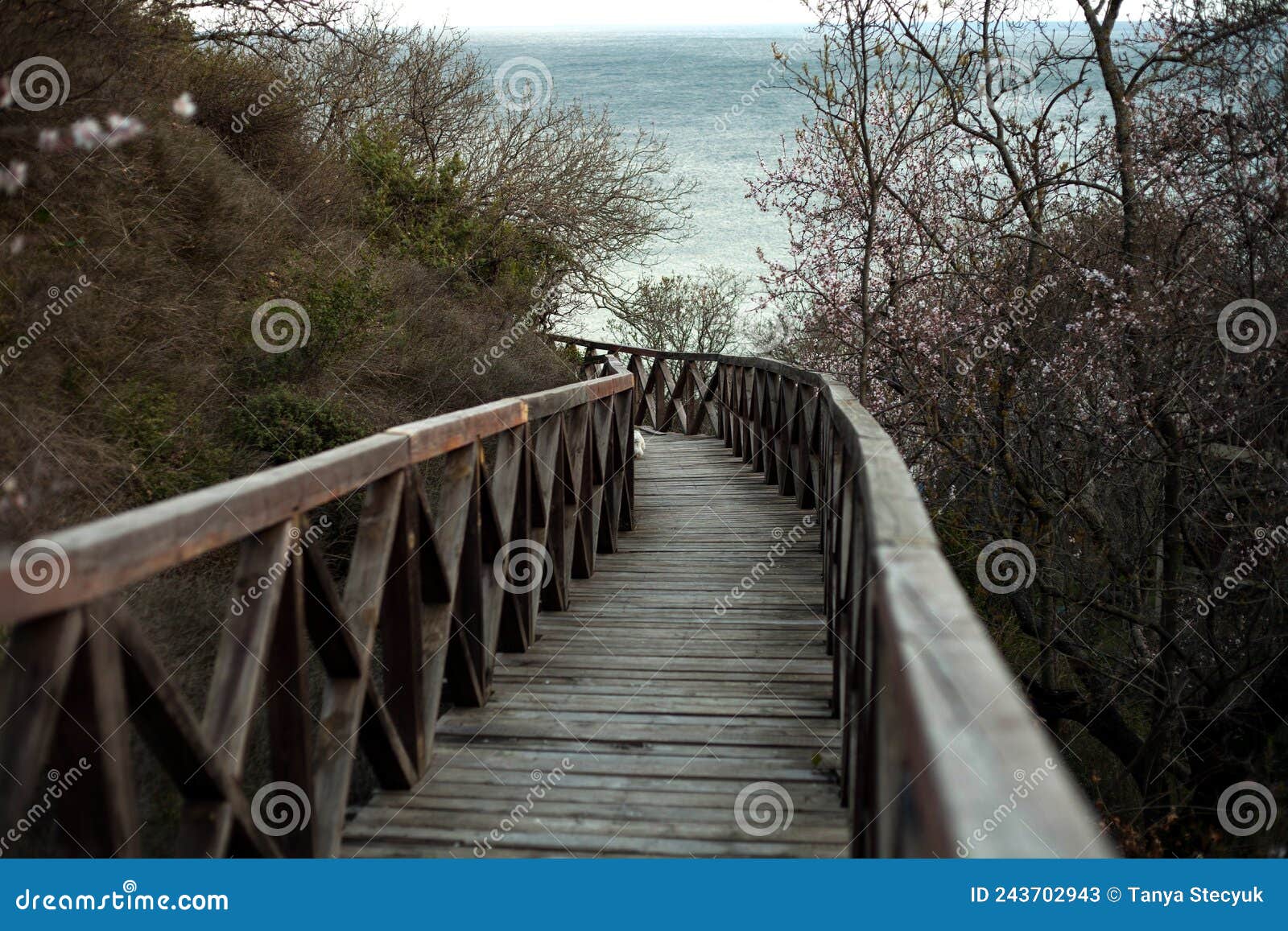 Path with Wooden Handrails Along the Forest To the Sea Stock Image ...