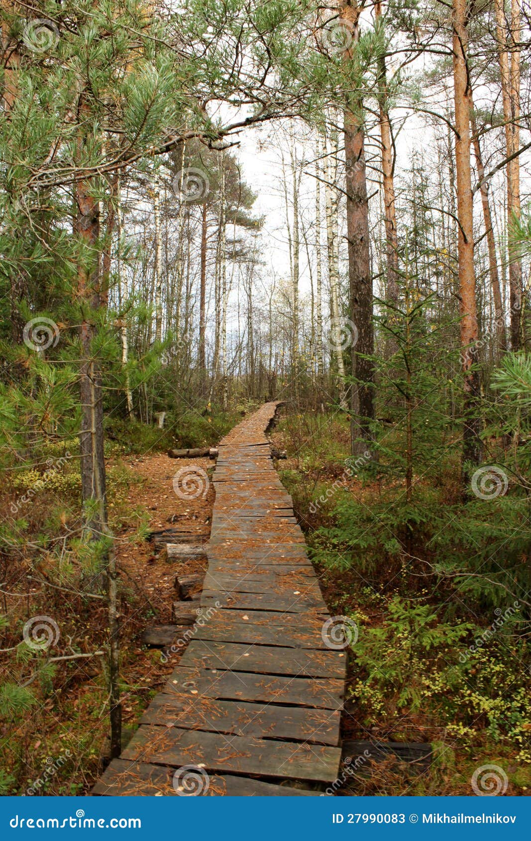 Wooden Path in the Autumn Wood Stock Image - Image of needles, leaves ... Wooden Path in the Autumn Wood Stock Image - Image of needles, leaves ...