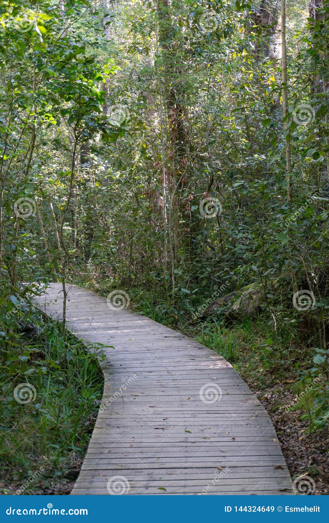 Wooden Path, Boardwalk in the Forest Landscape Stock Image - Image of ...
