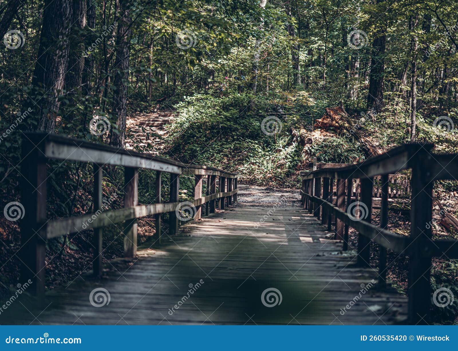 Wooden Path on a Bridge in a Dense Forest Stock Photo - Image of trail ...