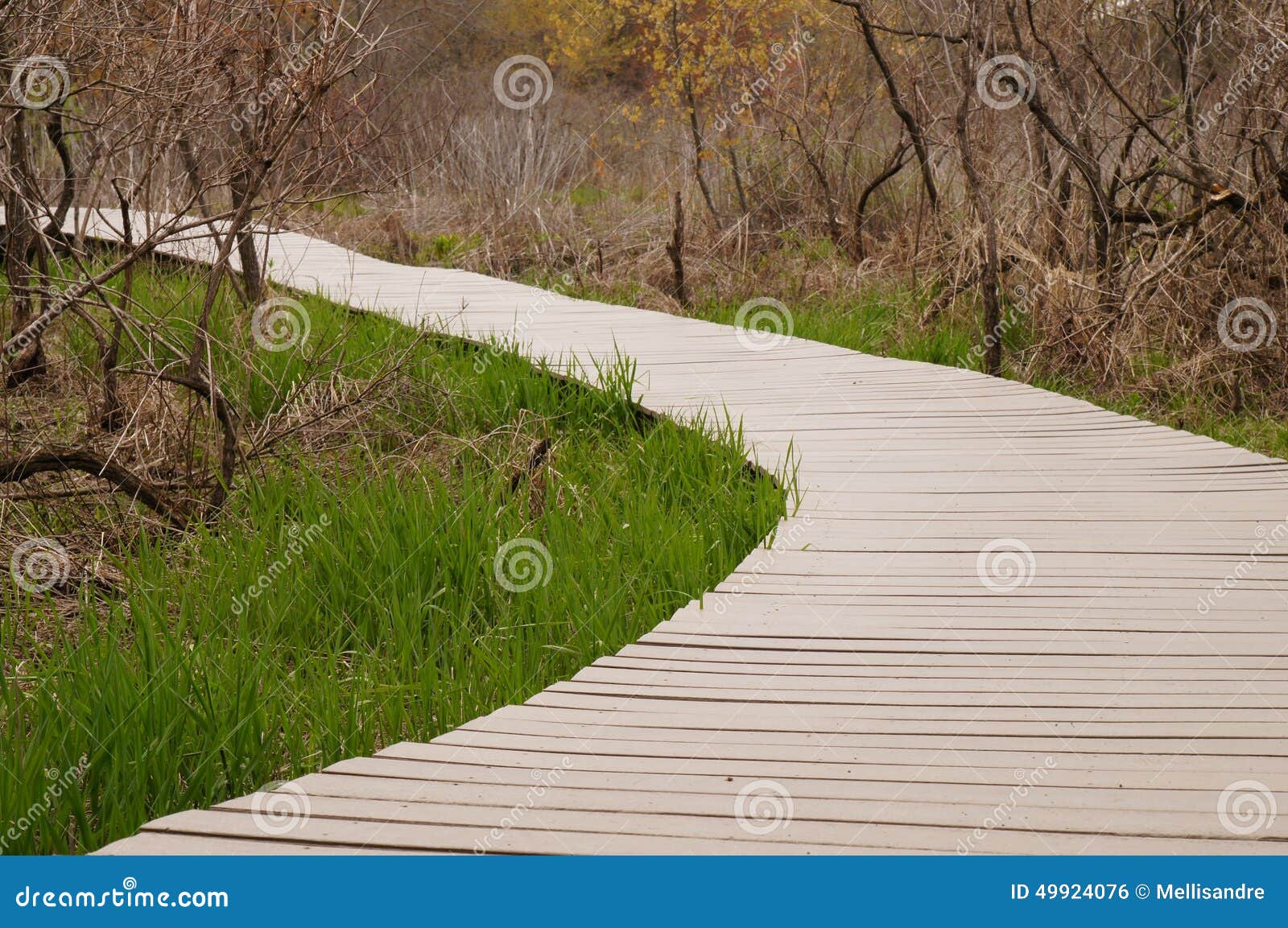 Wooden path close up. stock photo. Image of footpath - 49924076