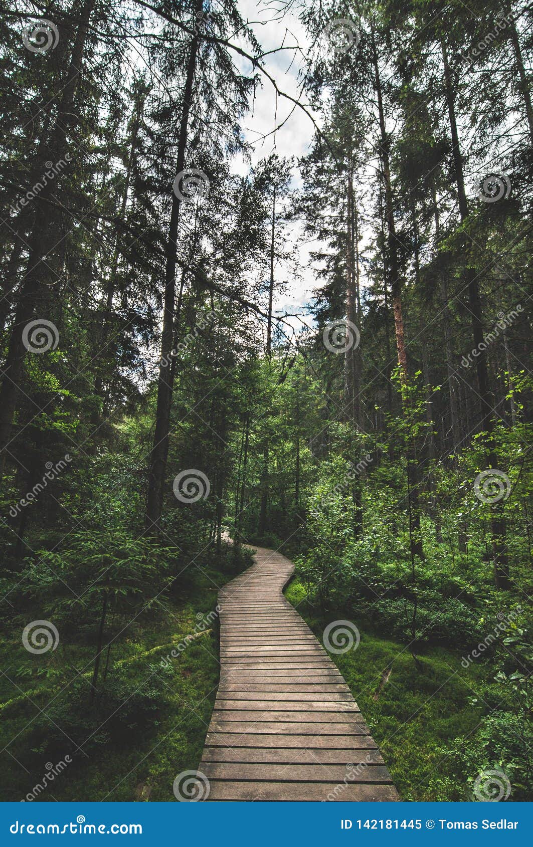 Wooden Path Deep in the Forest in Czech Republic Stock Image - Image of ...