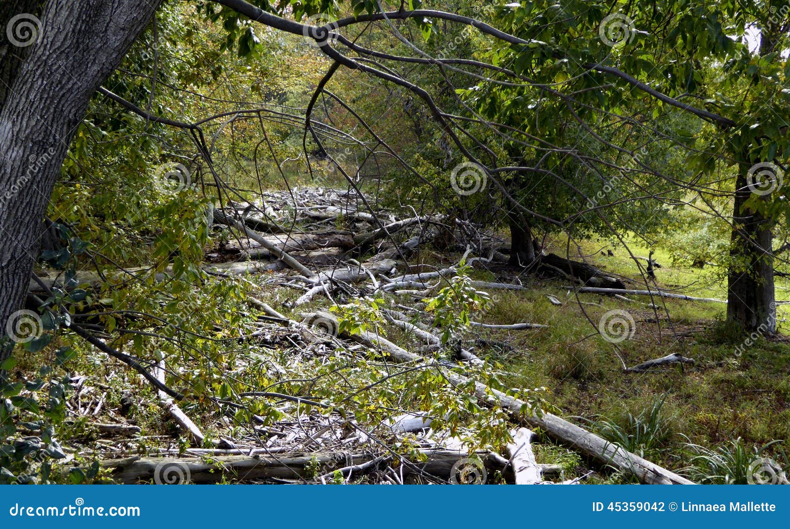 Path of branches stock photo. Image of branches, forest - 45359042