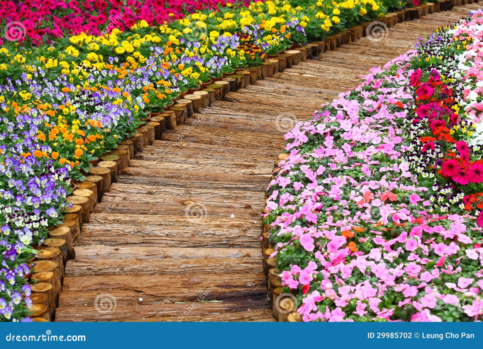 Wooden path in flower bed stock photo. Image of blossom - 29985702