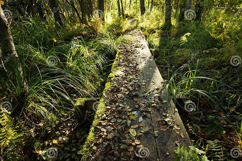 Wooden Path through a Forest Stock Image - Image of woodland, beauty ...