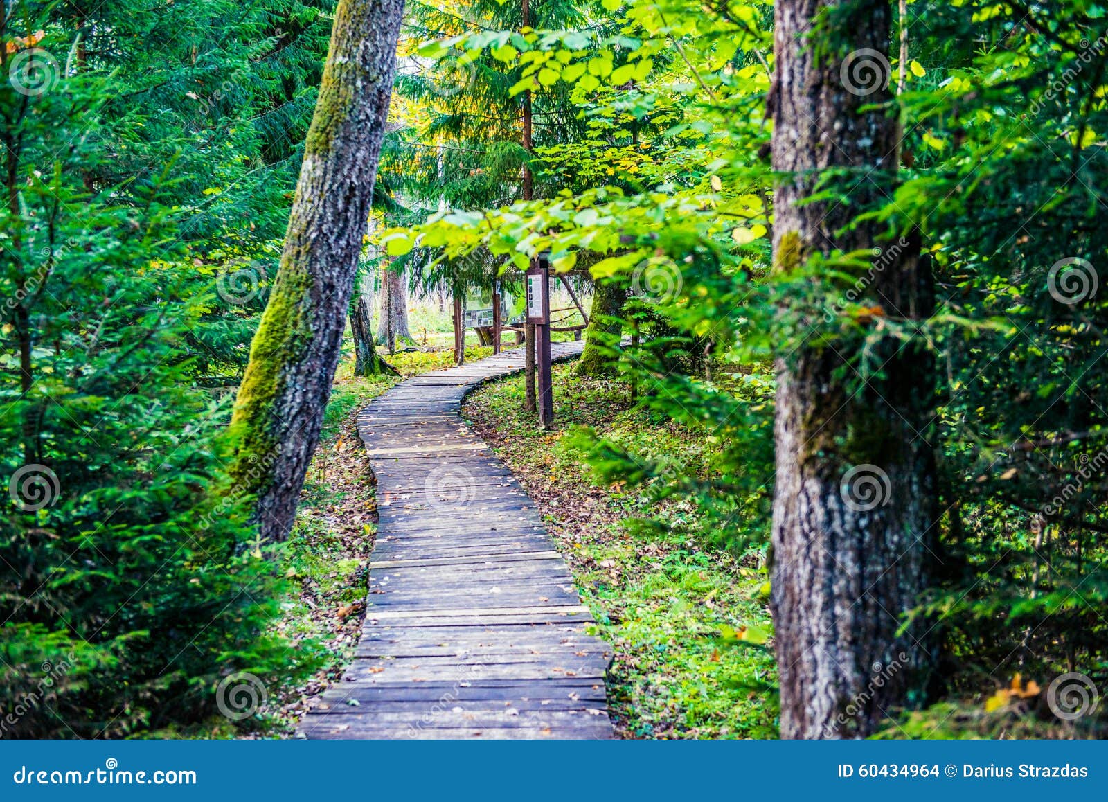 Wooden path in forest stock photo. Image of nature, flora - 60434964