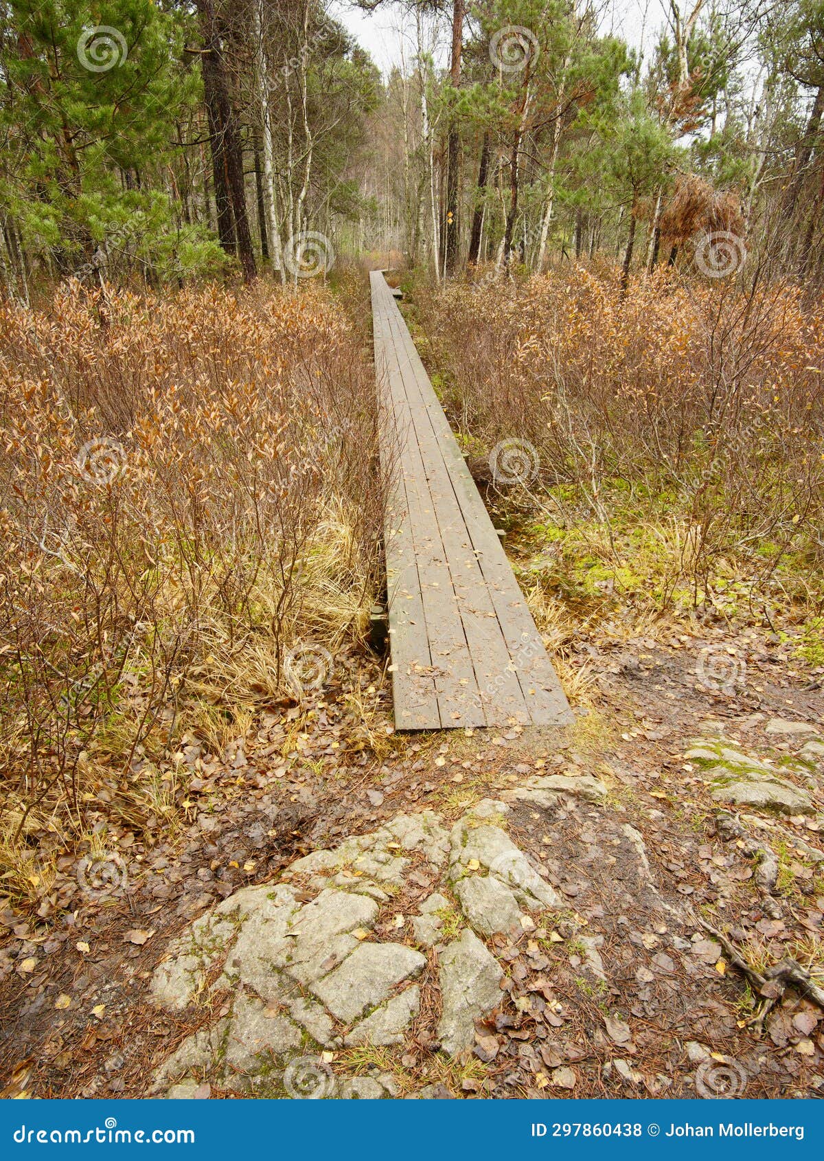Wooden Path through a Forest Stock Photo - Image of nature, forest ...