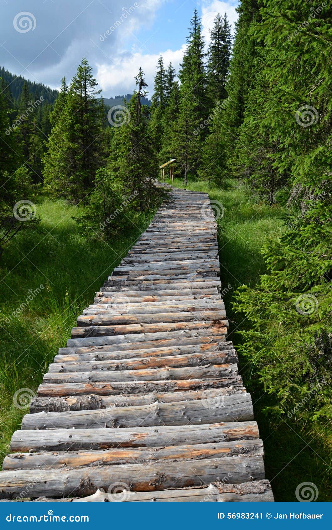 Wooden path stock image. Image of boardwalk, clean, foliage - 56983241