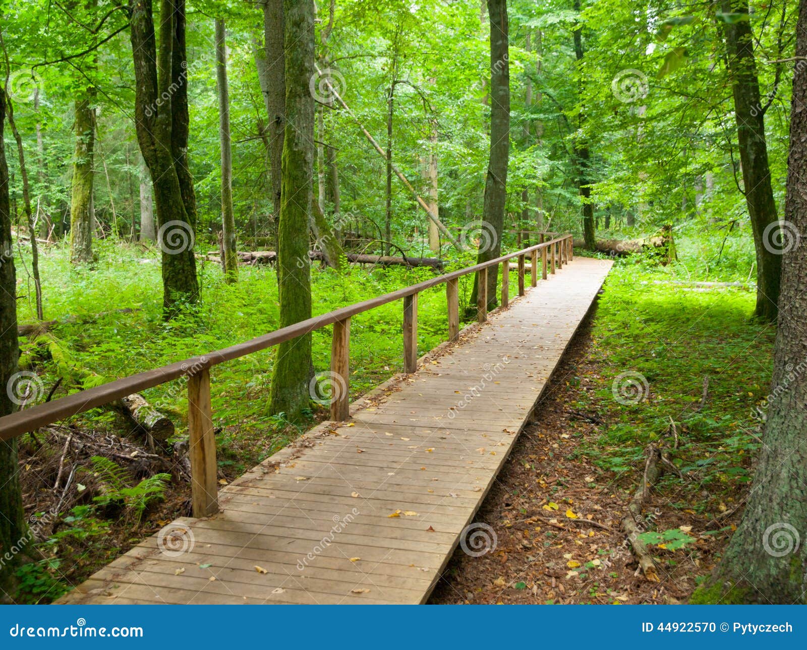 Wooden path stock photo. Image of outdoor, bridge, footpath - 44922570