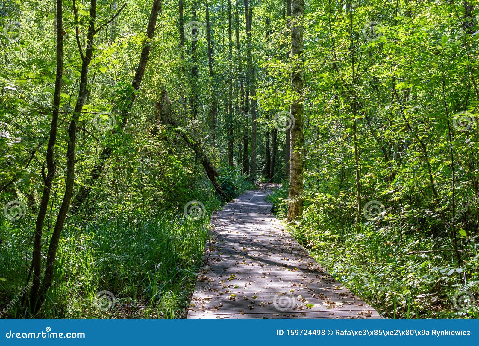 Wooden path in the forest stock photo. Image of travel - 159724498