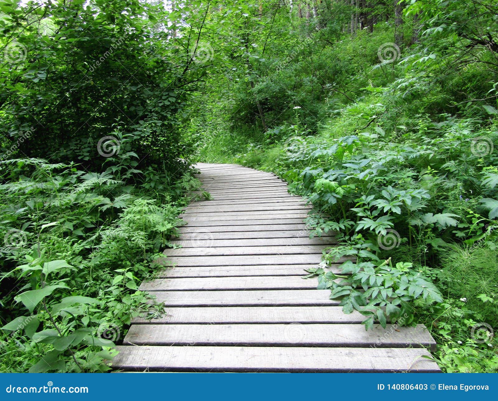 Wooden path in the forest stock image. Image of ladder - 140806403