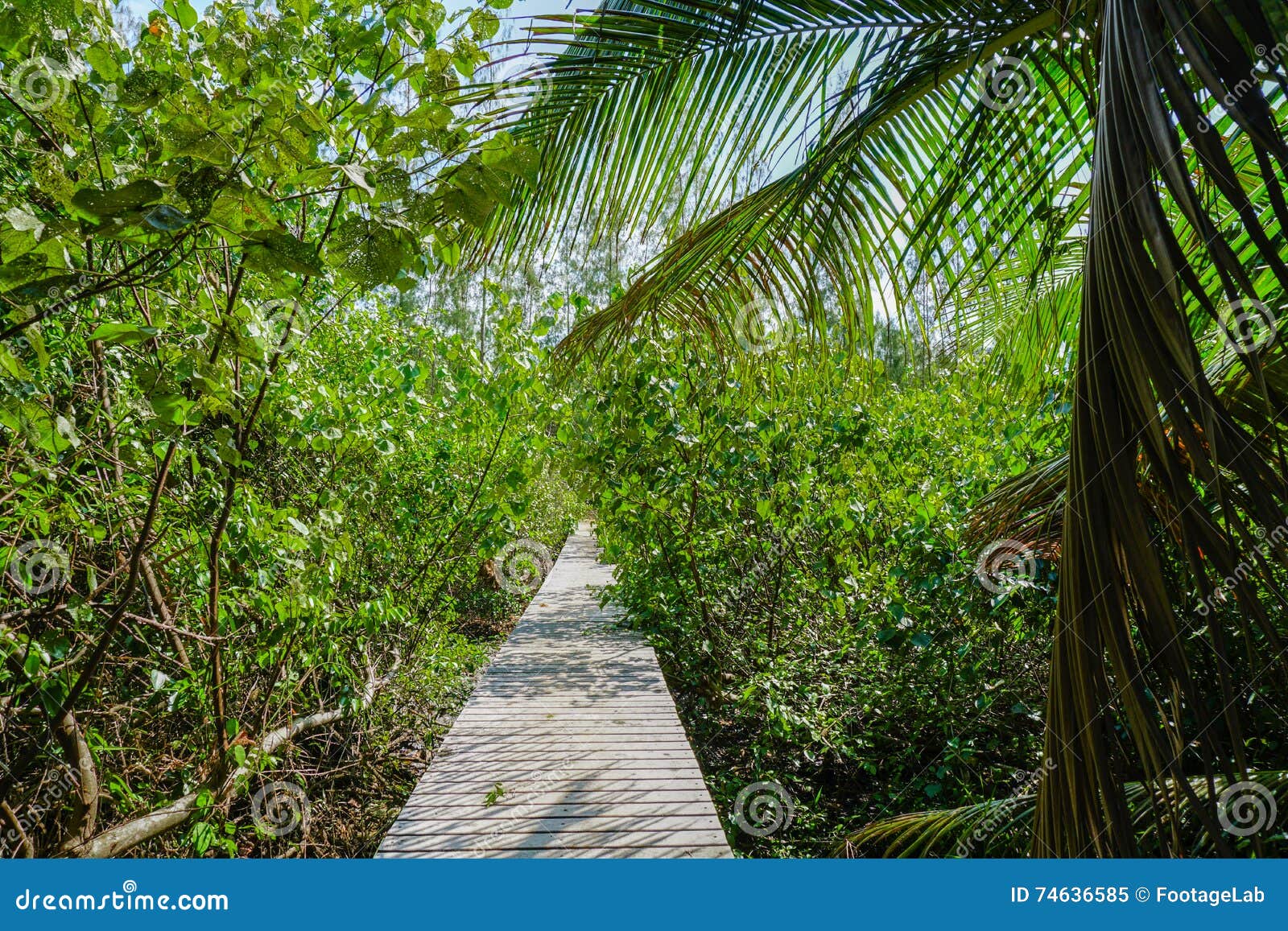 Wooden path in jungles stock image. Image of bridge, thailand - 74636585