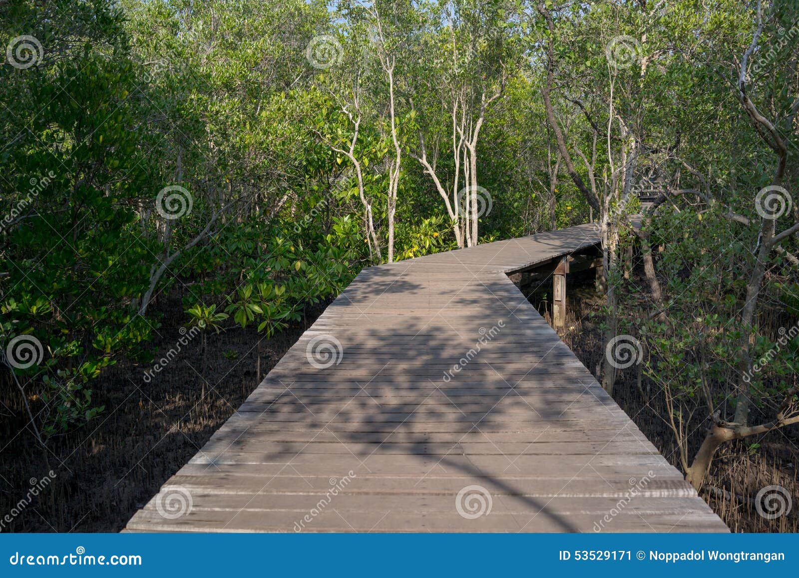 Wooden Path in the Mangrove Forest Stock Image - Image of light ...