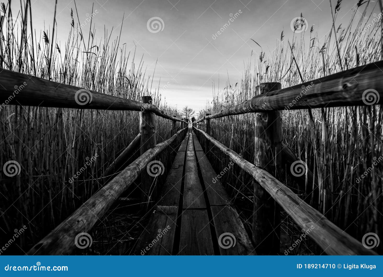 Wooden Path in the Middle of the Reeds Stock Photo - Image of scenic ...