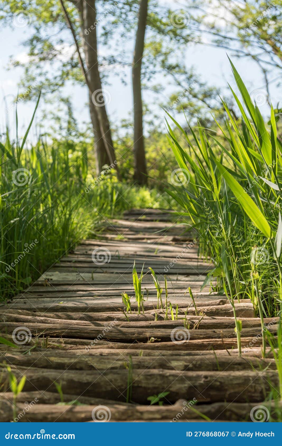 A Wooden Path in a Nature Reserve Stock Image - Image of bright ...