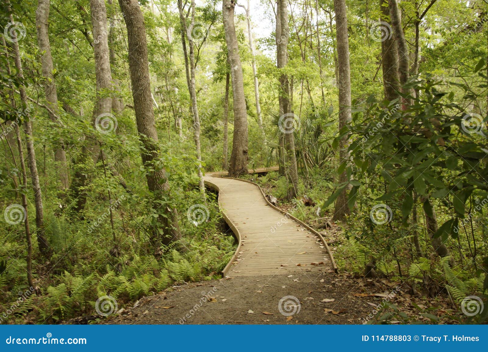 Trail Path stock image. Image of wooden, nature, trees - 114788803