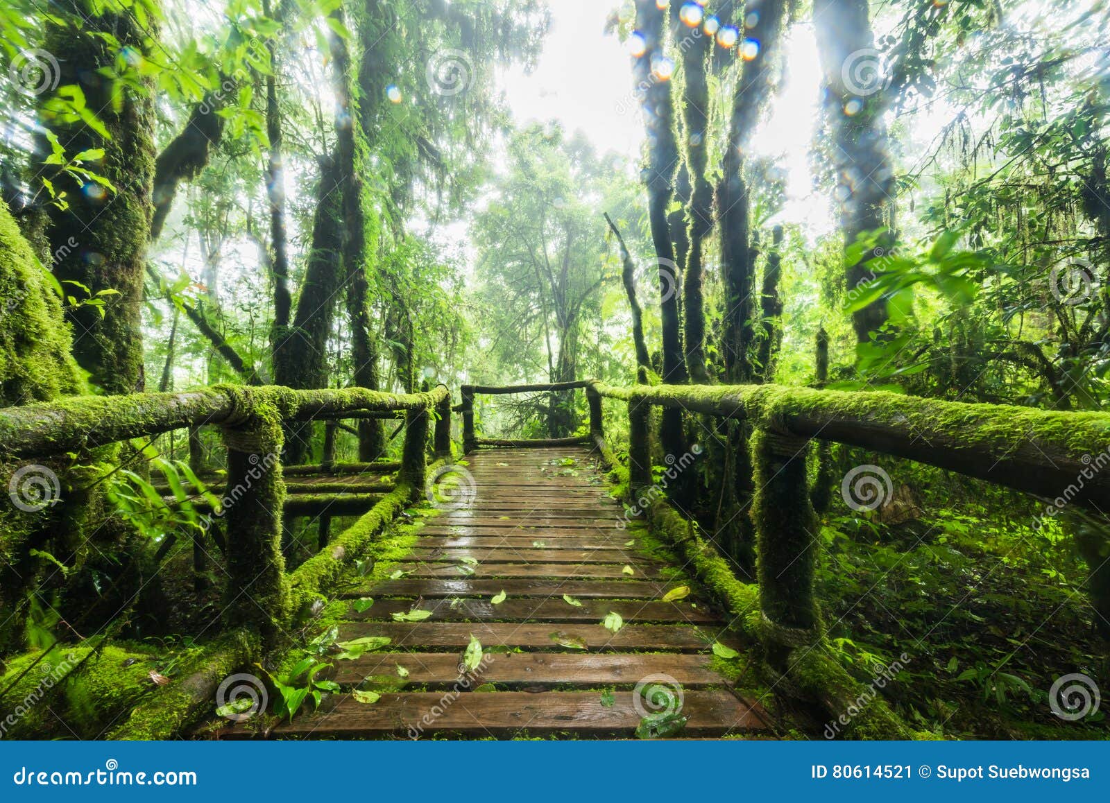 Wooden Path at the Primitive and Evergreen Forest Stock Image - Image ...