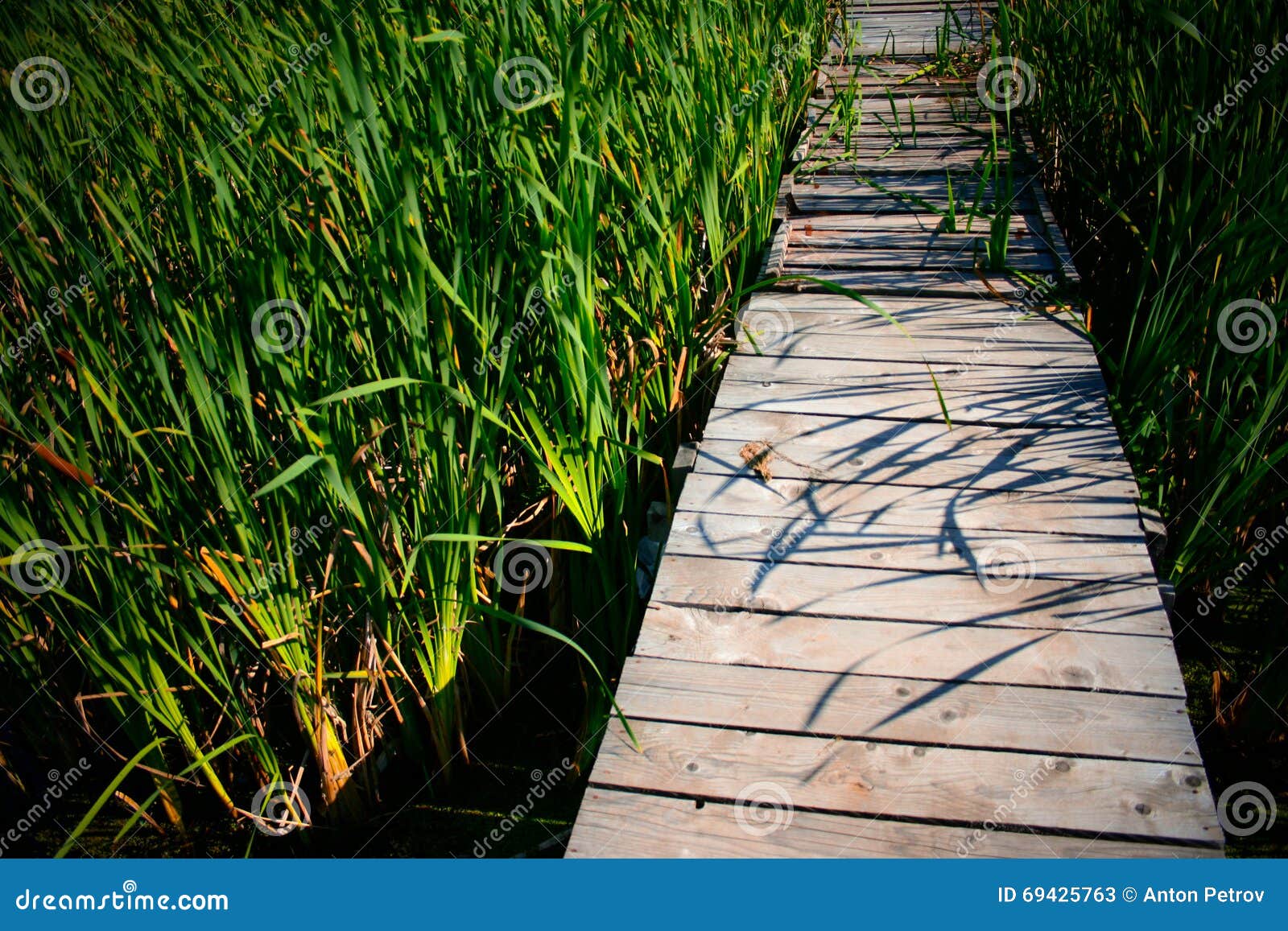 Wooden path stock image. Image of peace, plank, pathway - 69425763