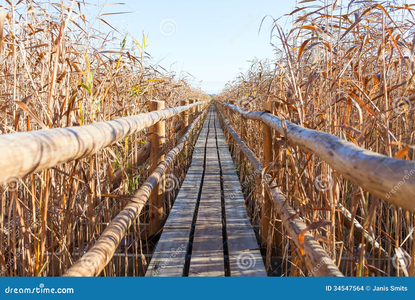 Wooden path through reeds. stock photo. Image of water - 34547564