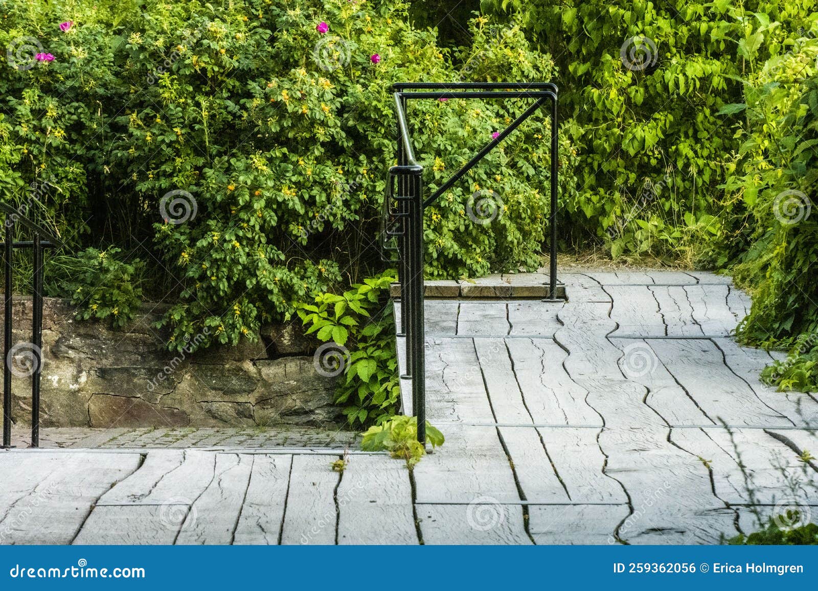 Split the path of wood stock photo. Image of vines, plant - 259362056