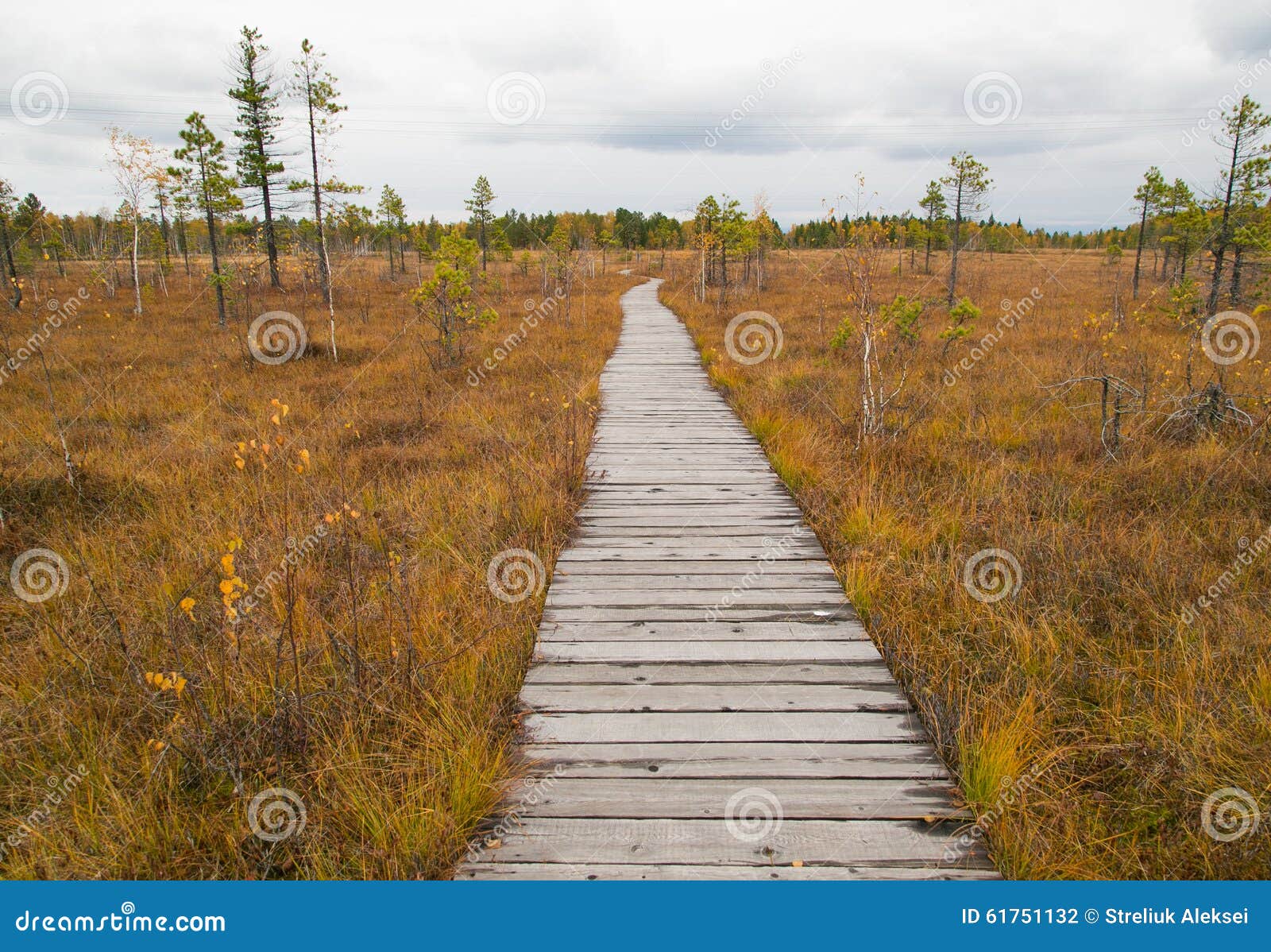 Wooden Path Running through the Swamp Stock Photo - Image of grass ...
