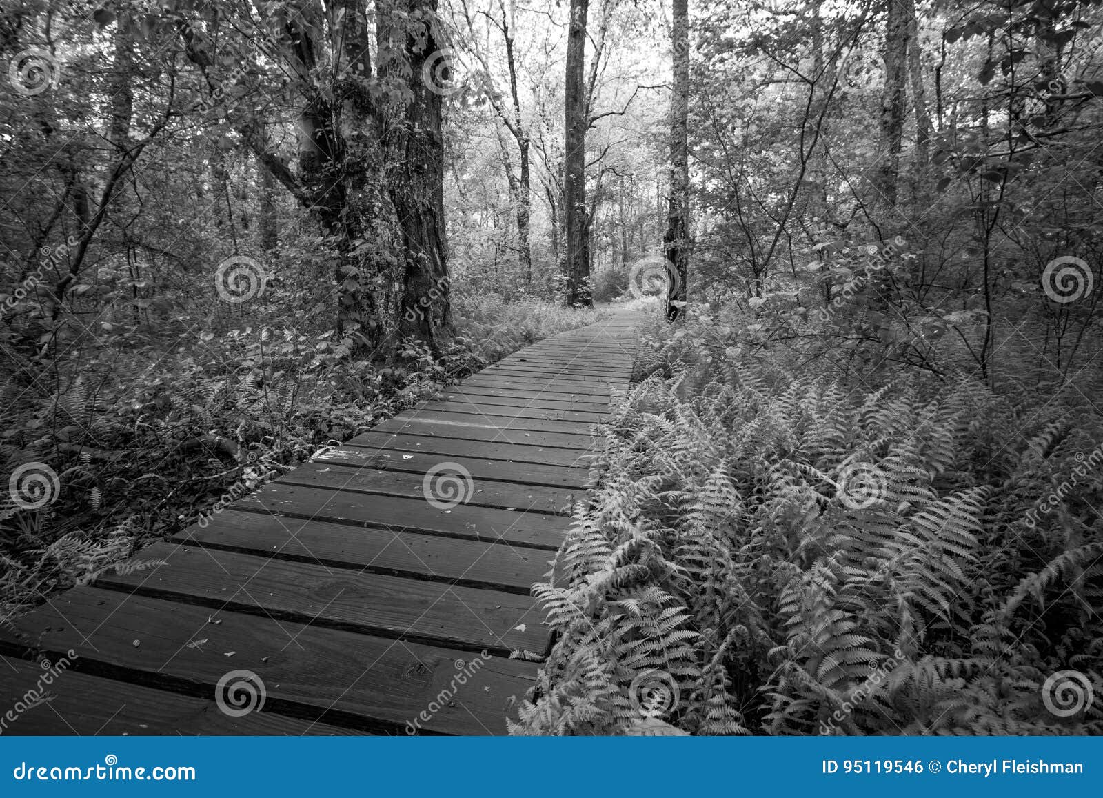 A Wooden Path Runs through the Forest Stock Photo - Image of cold ...