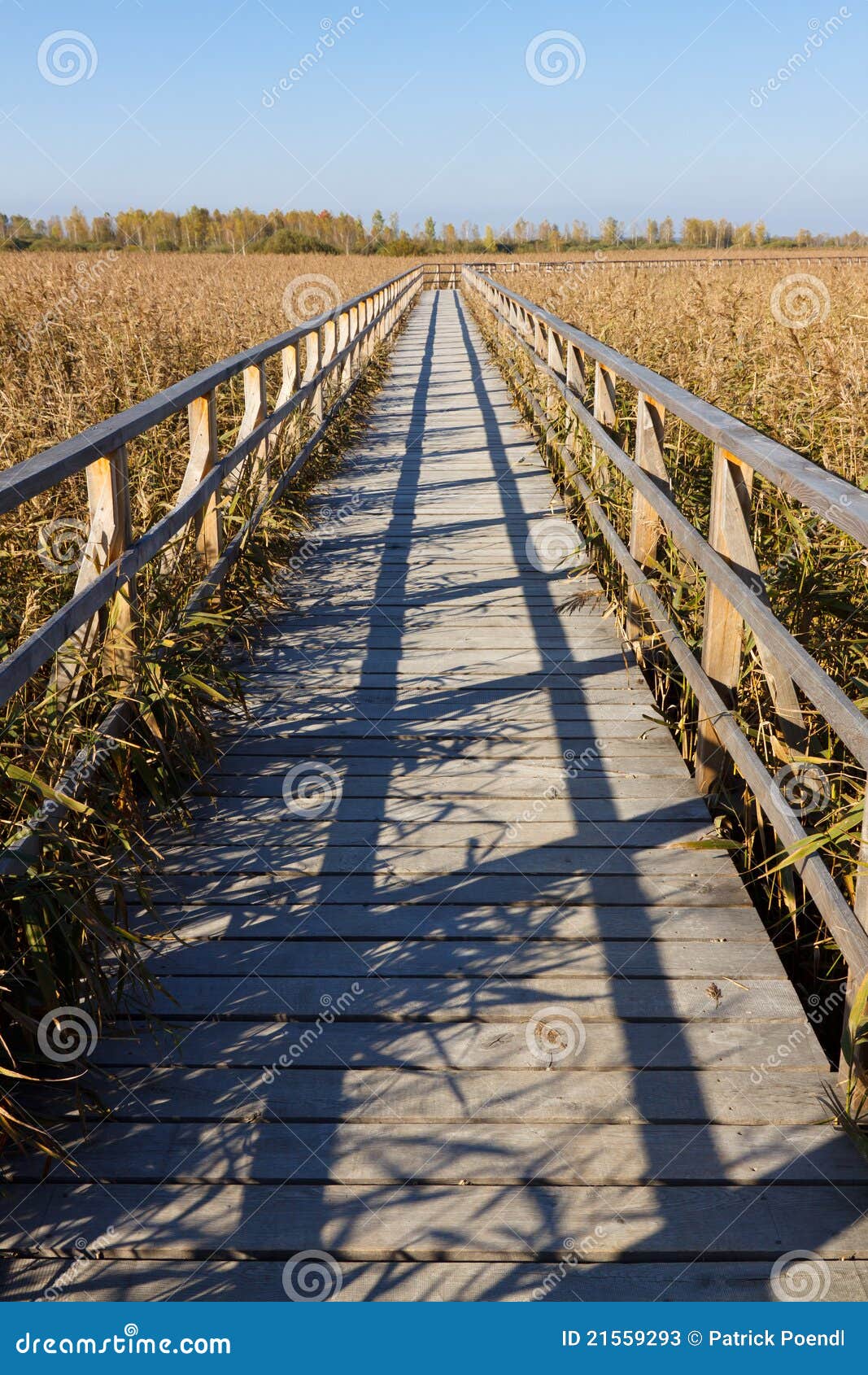 Wooden Path through the Swamp Stock Image - Image of scenic, pier: 21559293