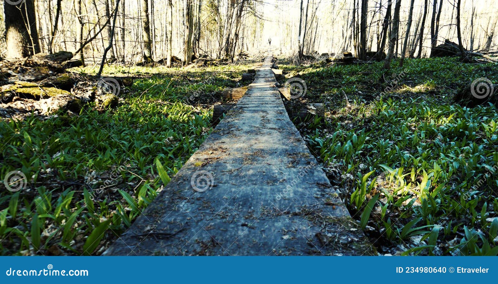 Wooden Path through the Swamp Stock Photo - Image of spring, grass ...