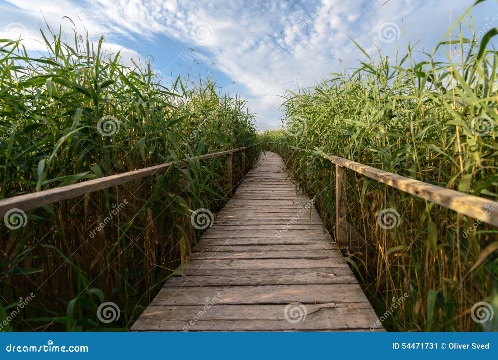 Wooden Path Trough the Reed Stock Image - Image of natural, cloud: 54471731