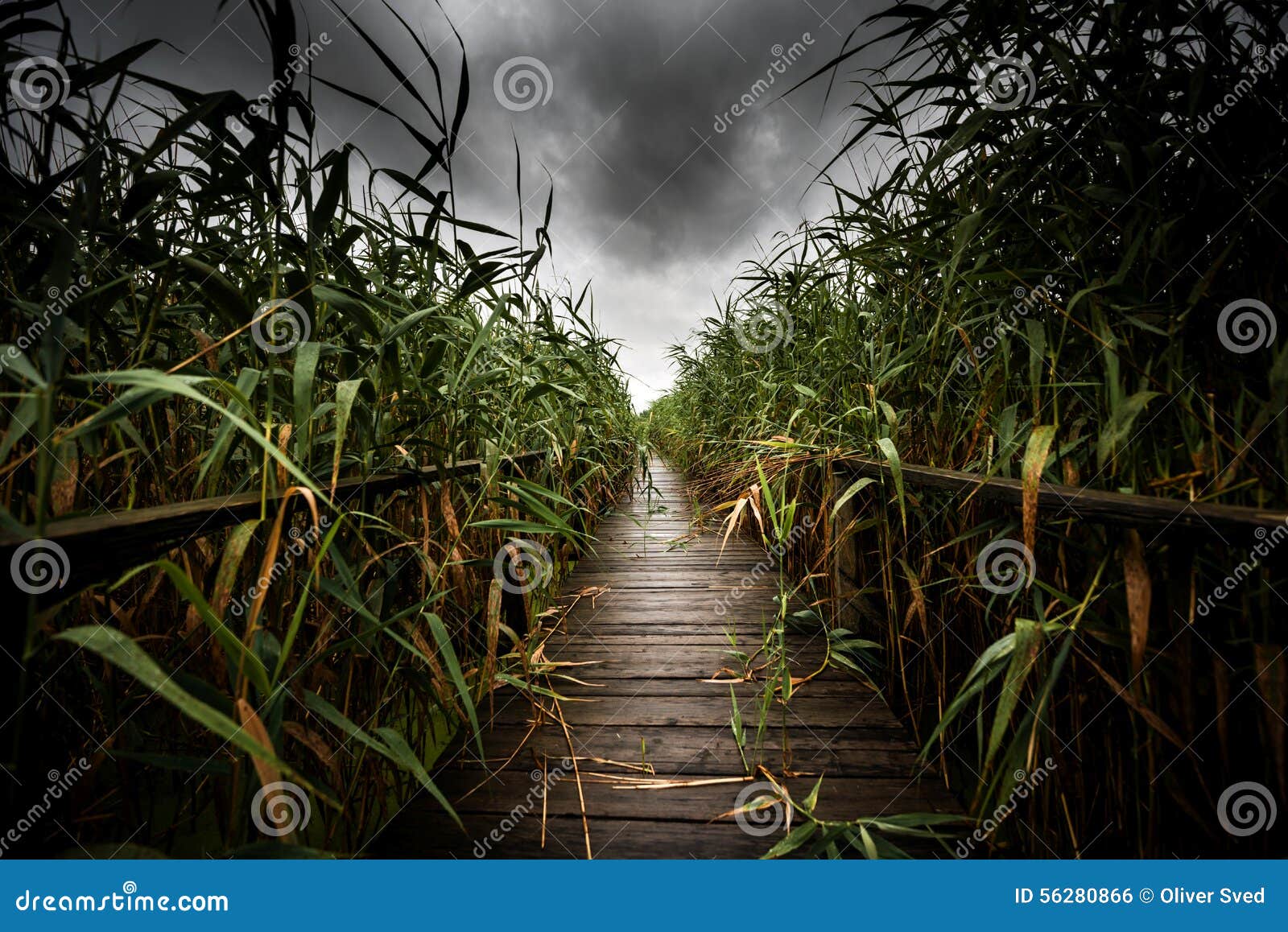 Wooden Path Trough the Reed Stock Photo - Image of cloud, deck: 56280866