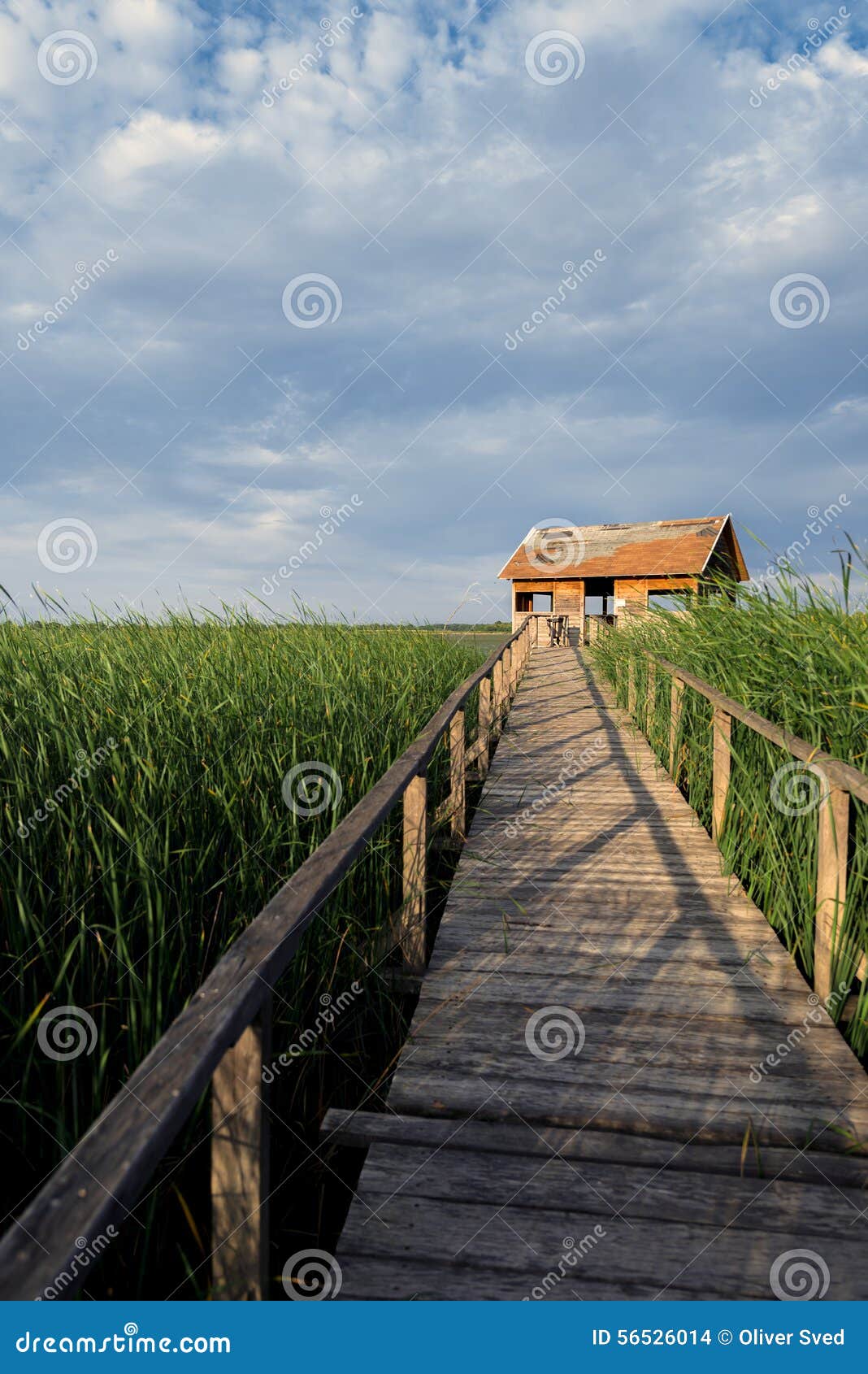 Wooden Path Trough the Reed Stock Photo - Image of agriculture, deck ...