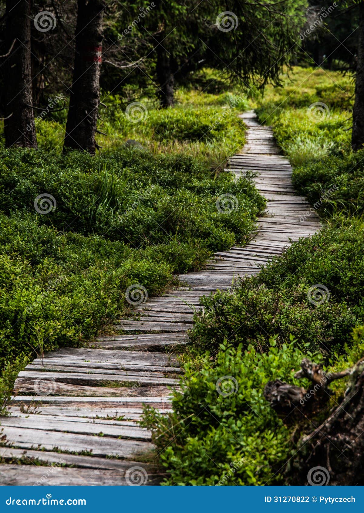 Wooden path stock photo. Image of landscape, boardwalk - 31270822