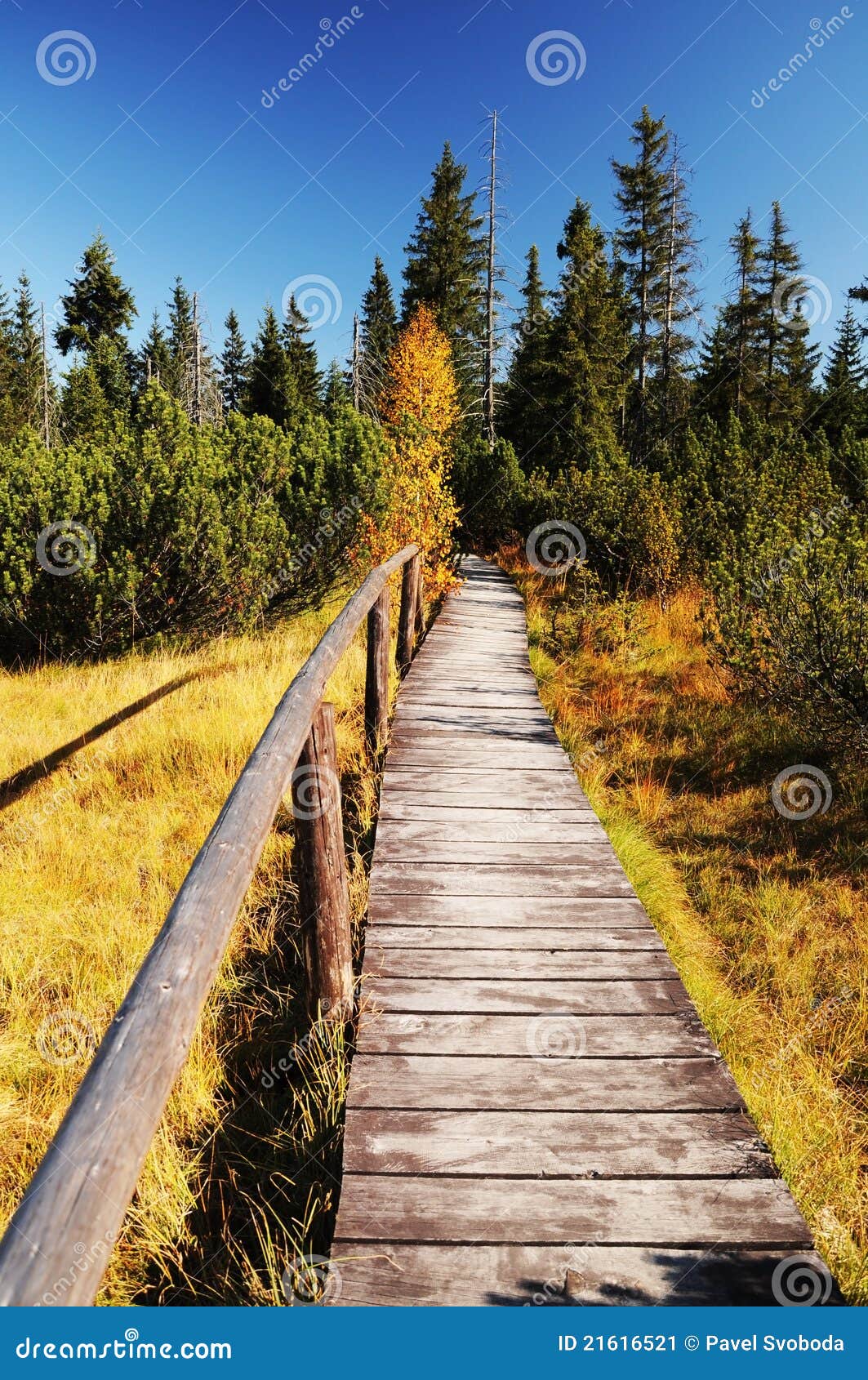 Wooden Path Walkway, Czech Republic Stock Image - Image of pathway ...