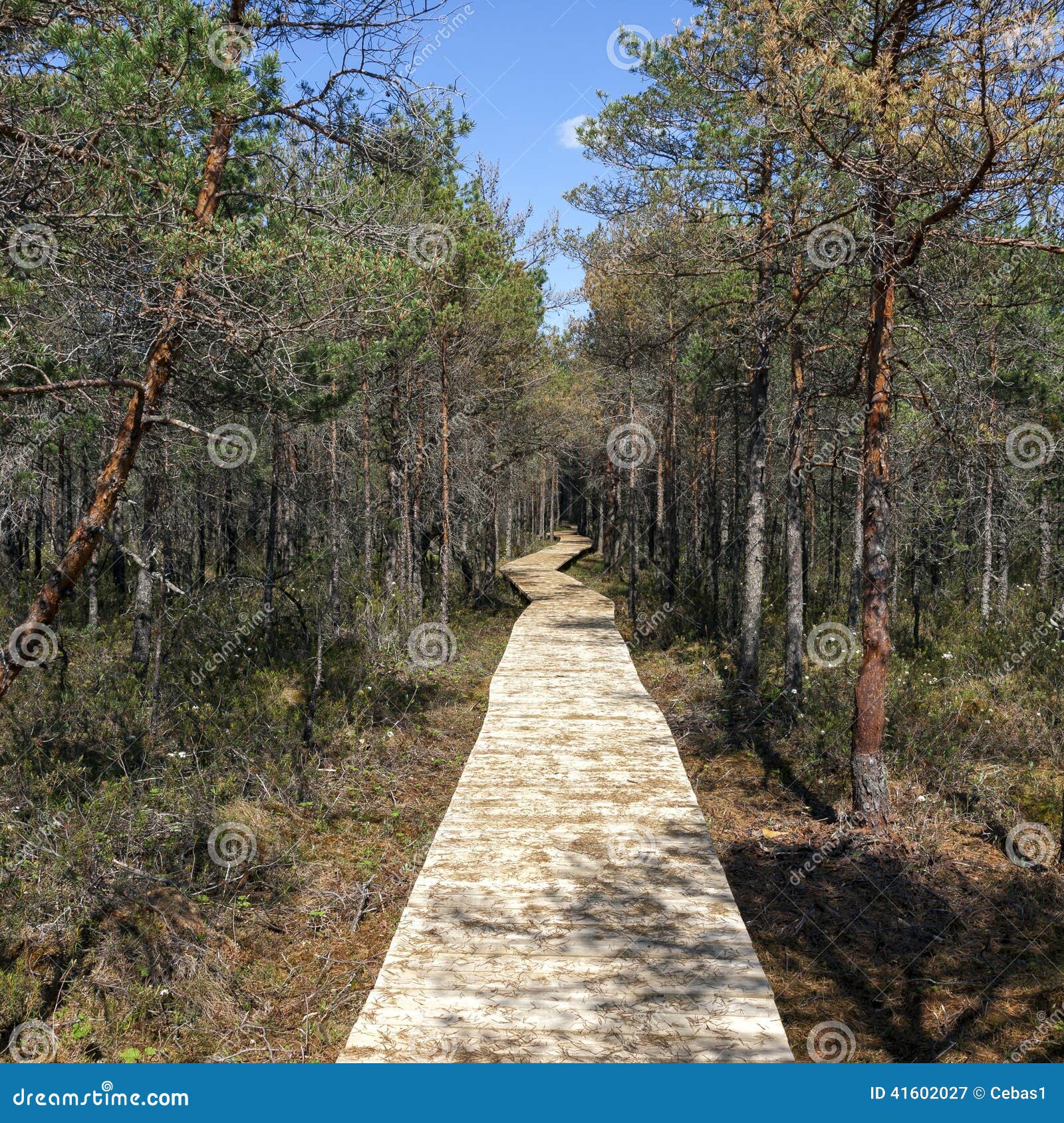 Wooden path walkway stock image. Image of jungle, outdoors - 41602027