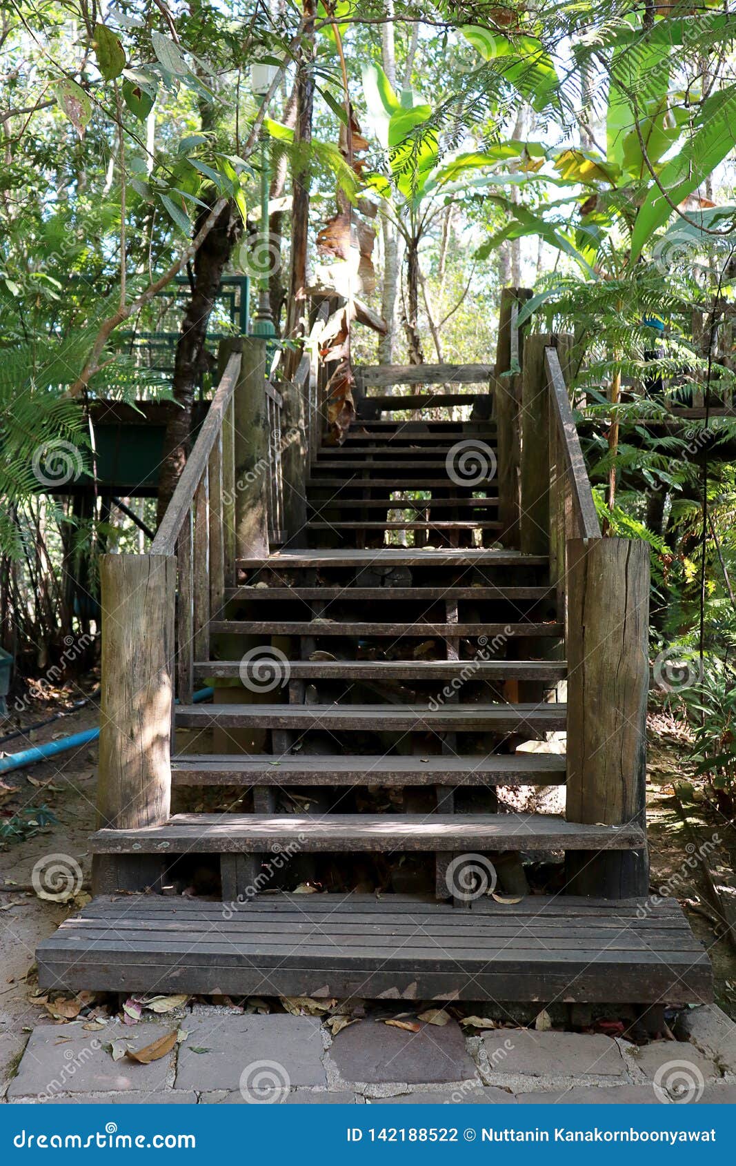 Wooden Path, Way, Track from Planks in Forest Park, Perspective Image ...