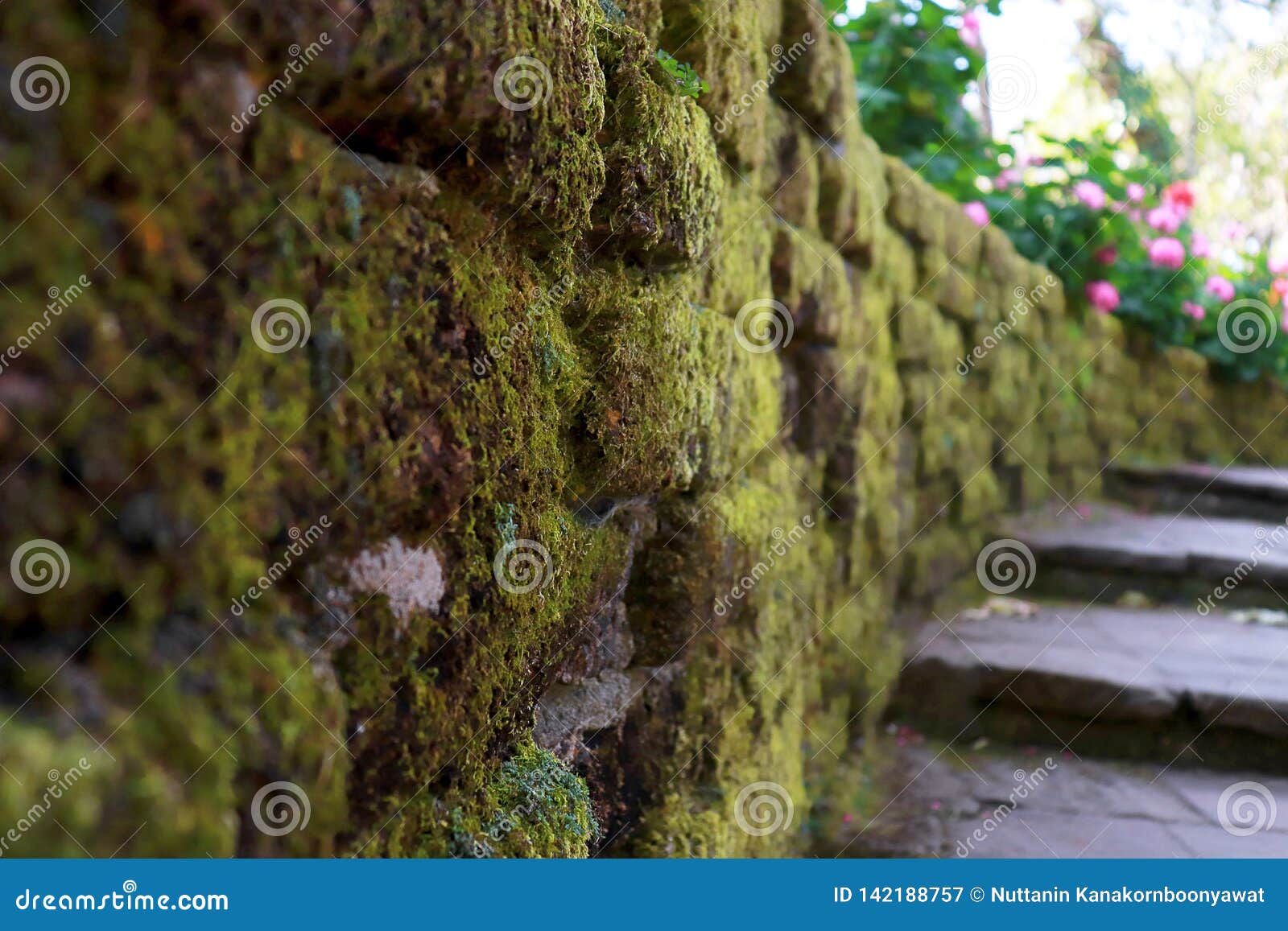 Wooden Path, Way, Track from Planks in Forest Park, Perspective Image ...