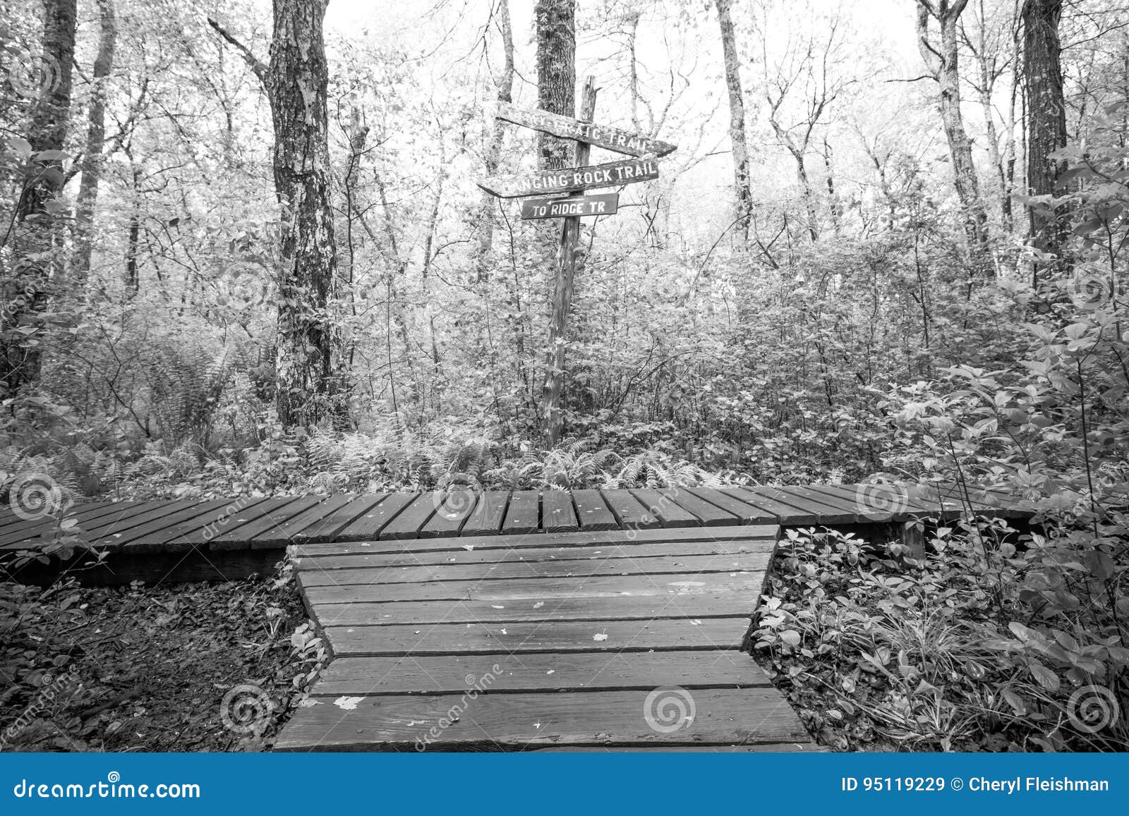 Wooden Paths Intersect in the Forest Stock Image - Image of direction ...
