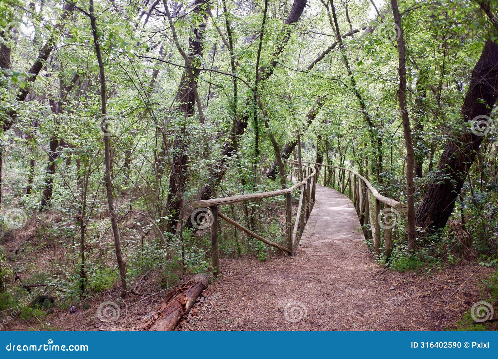 Wooden Pathway Bridge for Hikers on a Park Stock Photo - Image of path ...