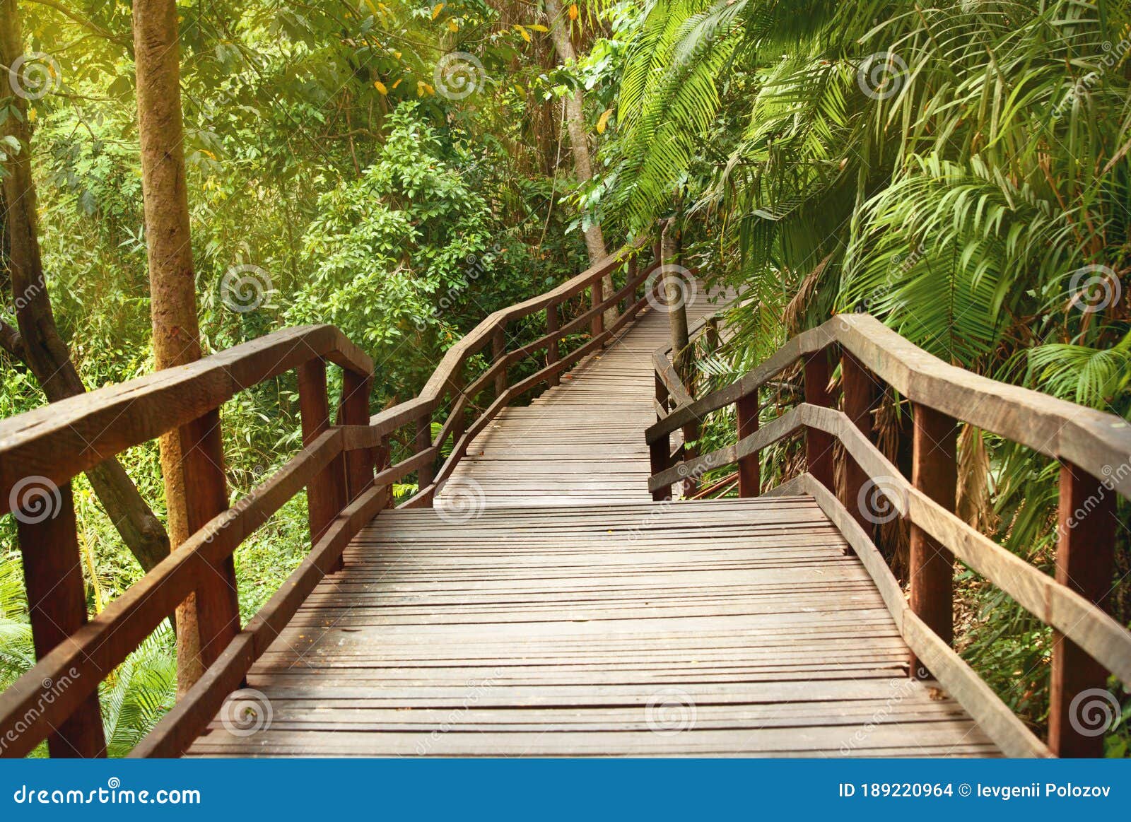 Wooden Pathway Bridge in Tropical Forest Stock Photo - Image of trees ...