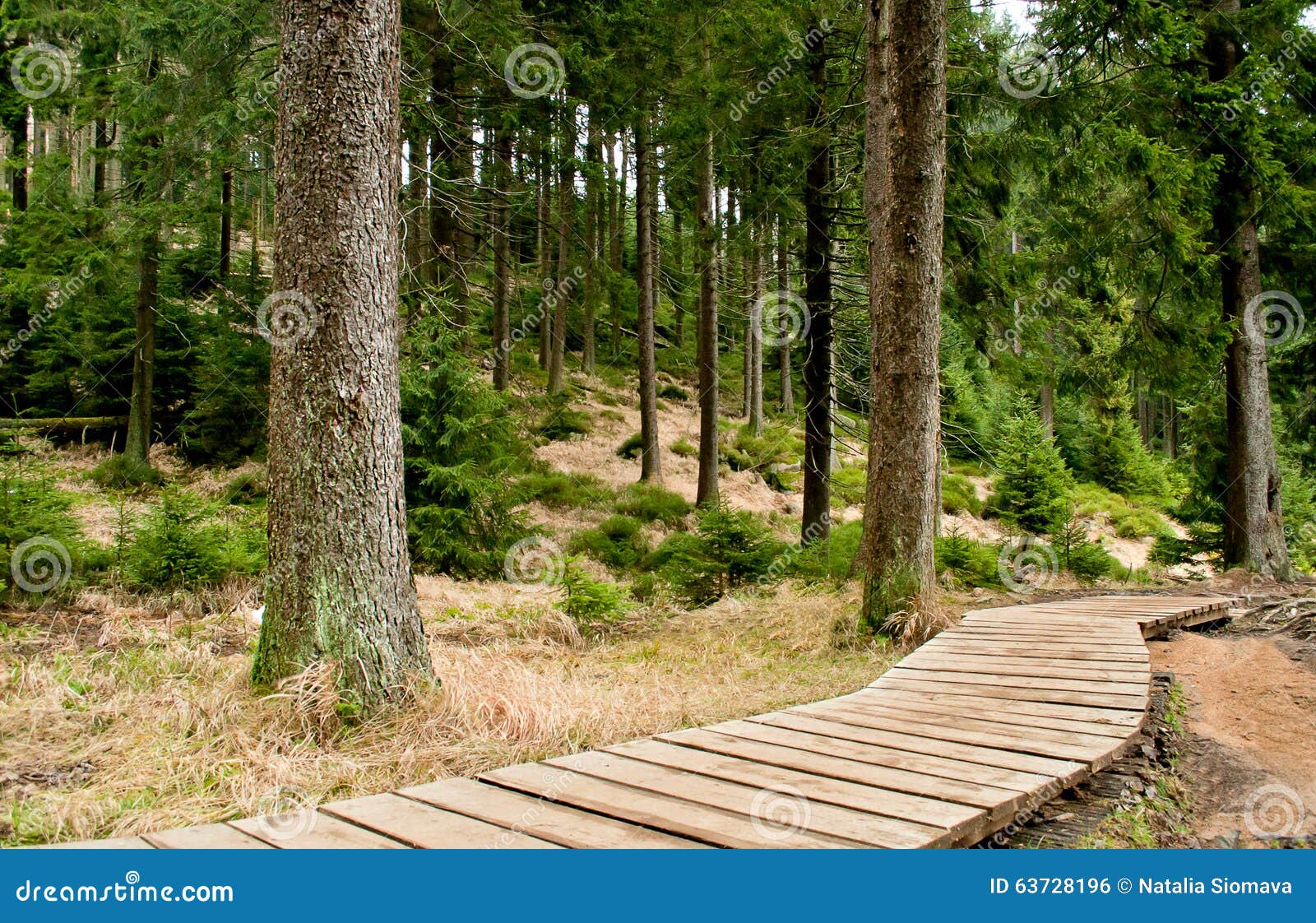 Wooden pathway in forest stock photo. Image of natural - 63728196