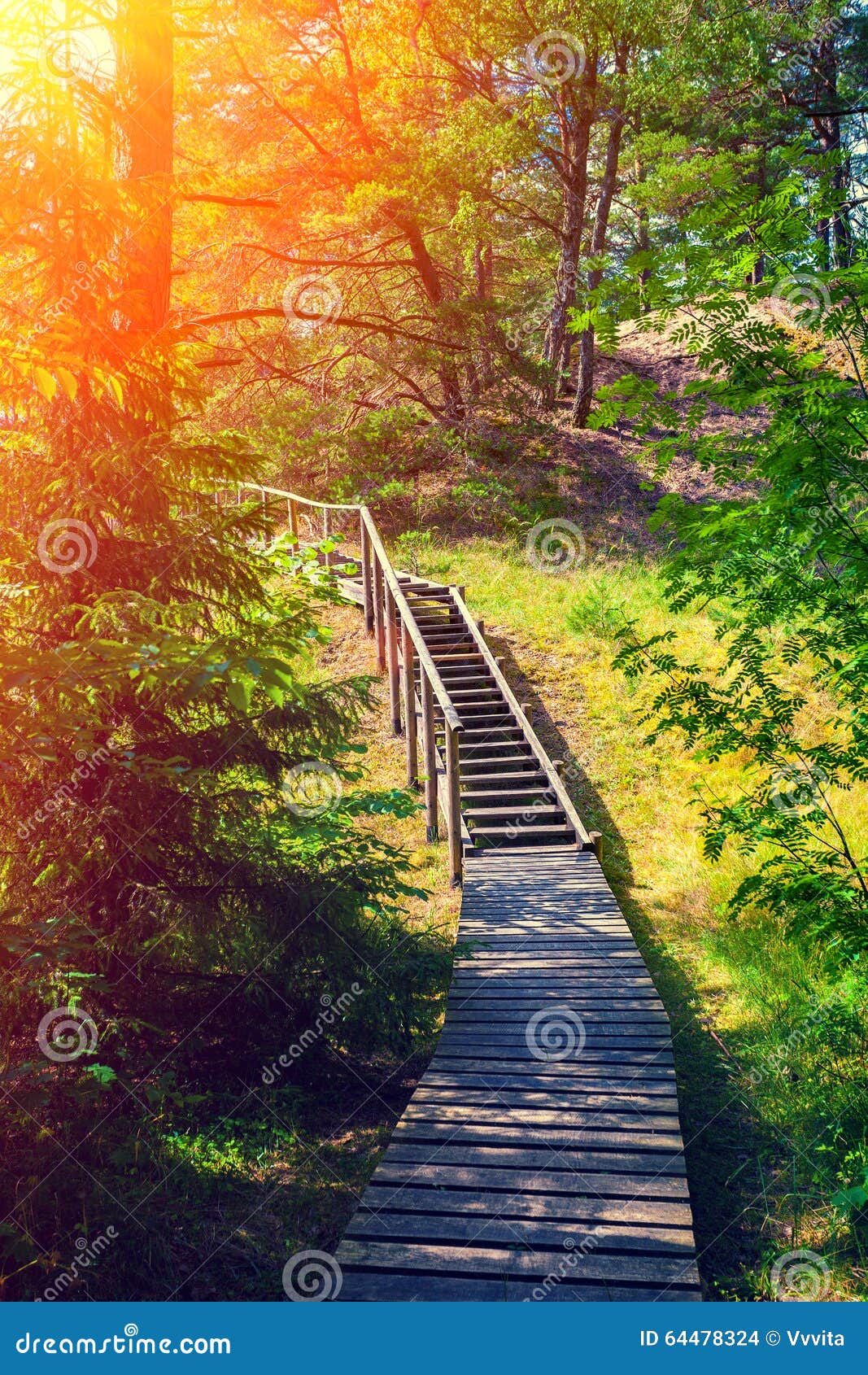 Wooden Pathway in the Forest Stock Photo - Image of haze, leaf: 64478324