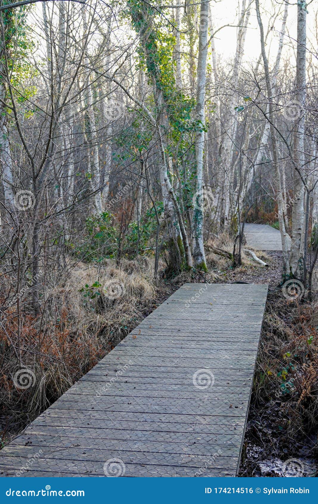 Wooden Pathway among Forest in Winter Stock Photo - Image of nature ...