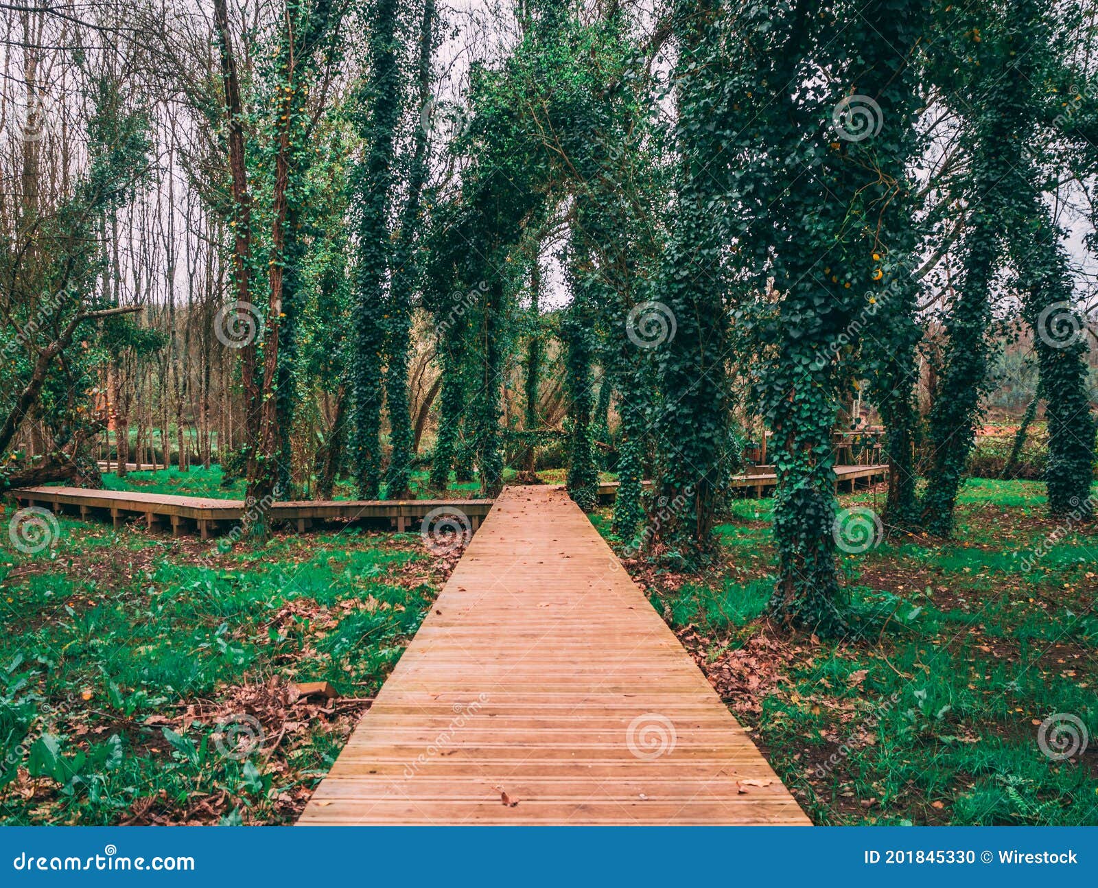 Wooden Pathway Going through the Beautiful Forest Stock Photo - Image ...