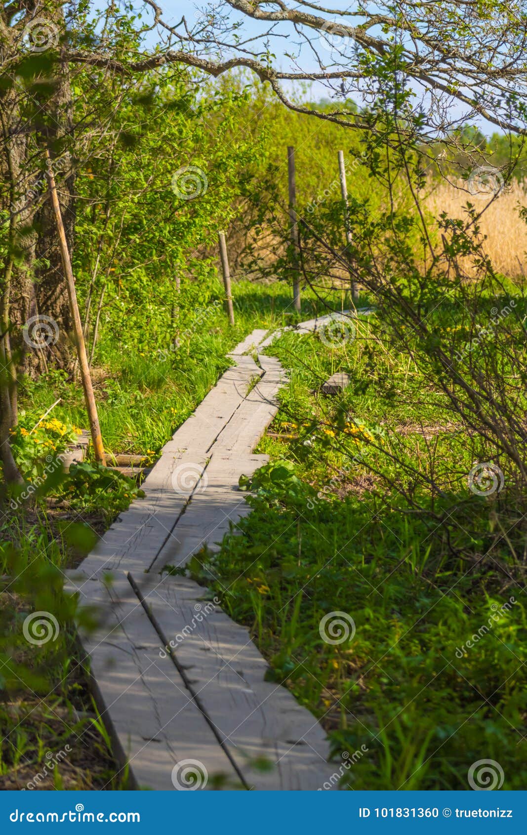 Pathway in grass stock photo. Image of field, nature - 101831360