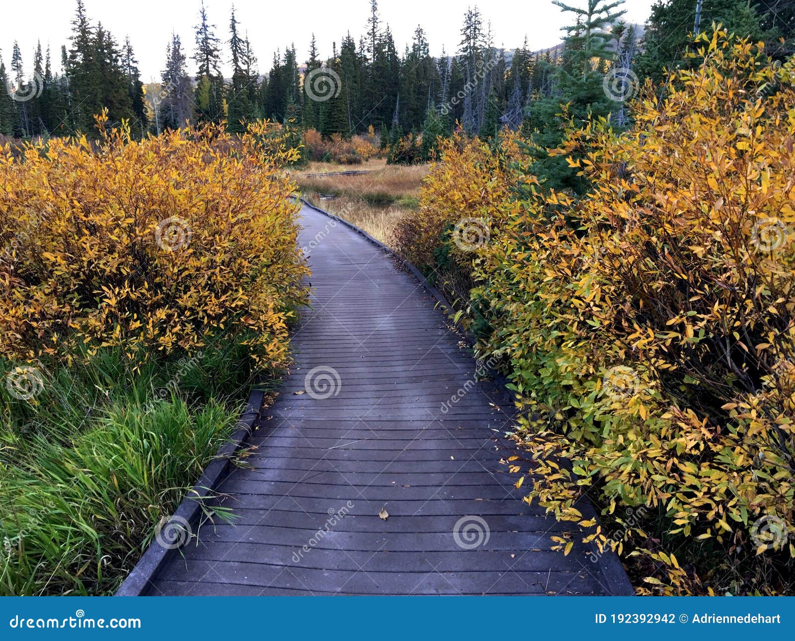 Wooden Pathway in the Mountains during Fall Stock Photo - Image of lots ...