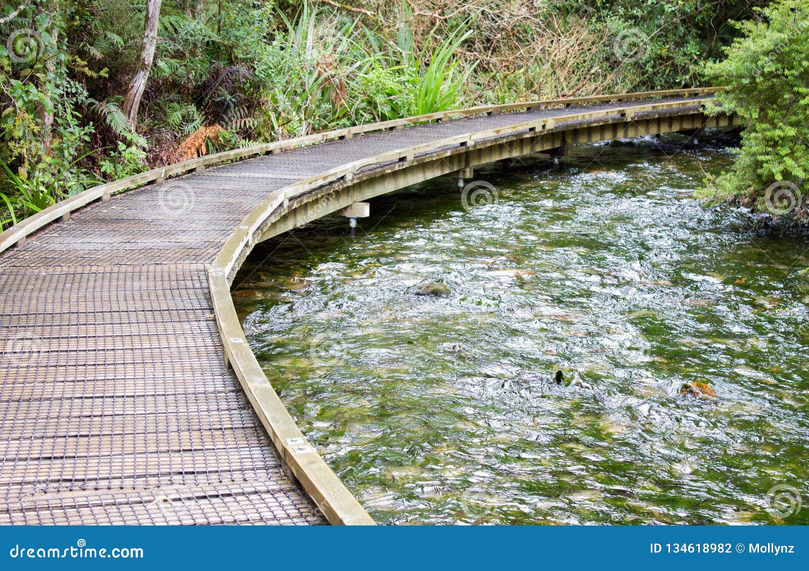 A Wooden Pathway Over a River in the Forest Stock Photo - Image of foot ...